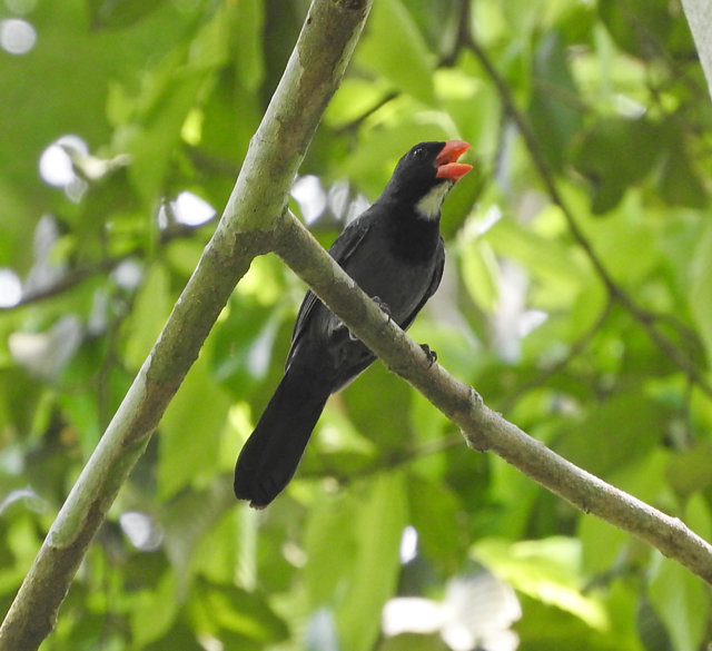 Foto bico-encarnado (Saltator grossus) Por Ricardo Plácido | Wiki Aves ...