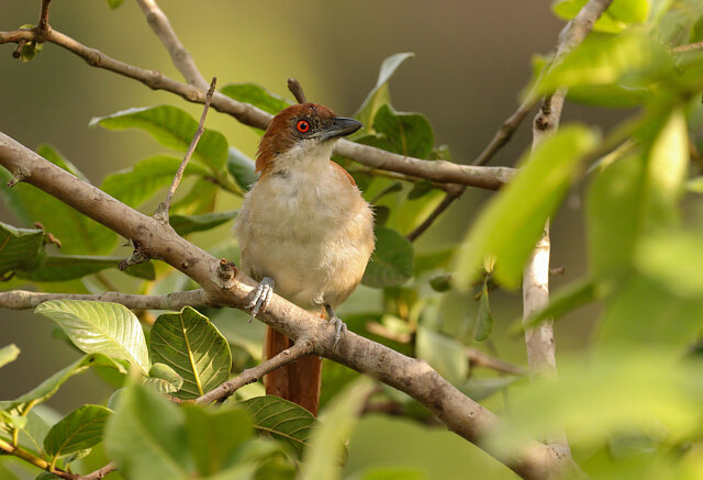 Foto choró-boi (Taraba major) Por Luiz Moura | Wiki Aves - A ...
