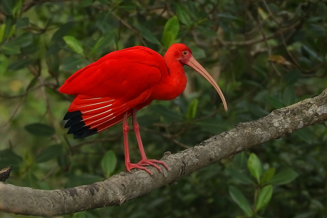 Foto guará (Eudocimus ruber) Por Leonardo Casadei | Wiki Aves - A ...