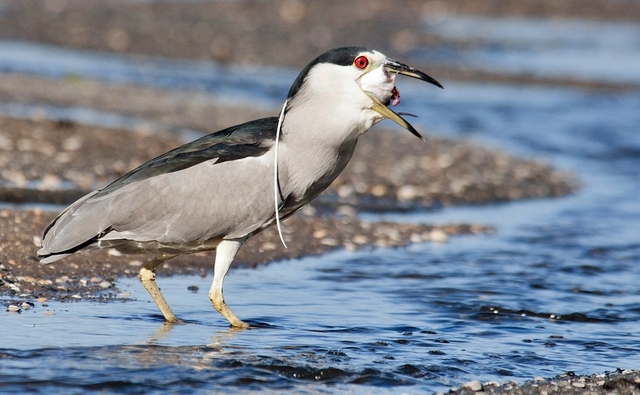 Foto socó-dorminhoco (Nycticorax nycticorax) Por Paulo Dias | Wiki Aves ...