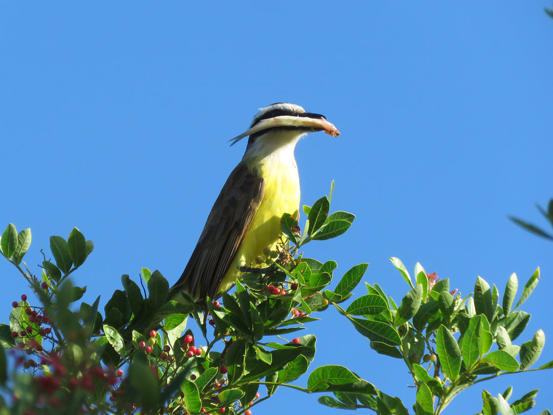 Foto bem-te-vi (Pitangus sulphuratus) Por Thiago Weigert | Wiki Aves ...