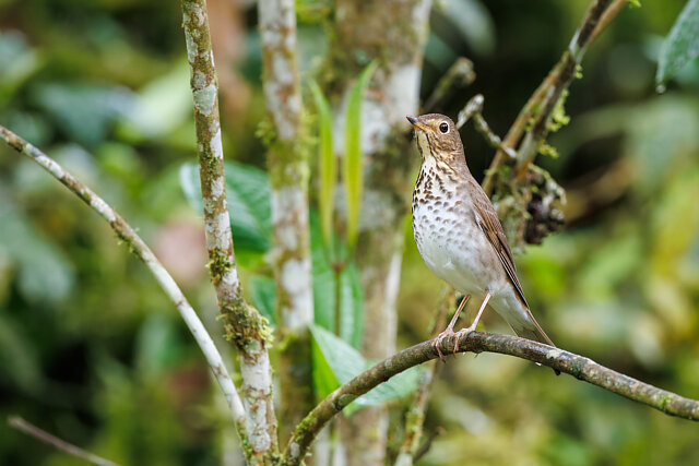 Foto sabiazinho-de-óculos (Catharus swainsoni) Por Mario Polidoro ...