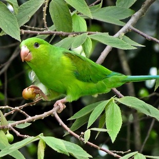 periquito-rico (Brotogeris tirica) | WikiAves - A Enciclopédia das Aves ...