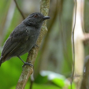 choca-lisa (Thamnophilus aethiops) | WikiAves - A Enciclopédia das Aves ...