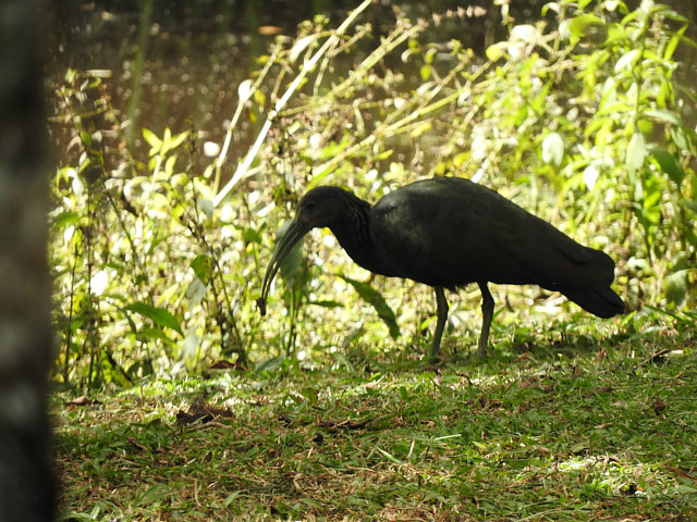 Foto coró-coró (Mesembrinibis cayennensis) Por Lucas M. Mercante | Wiki ...
