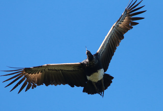 Foto anhuma (Anhima cornuta) Por Jailson Souza | Wiki Aves - A ...