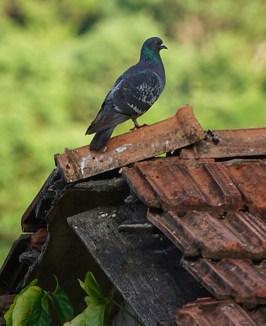 Foto pombo-doméstico (Columba livia) Por Alessandra Koehler | Wiki Aves ...