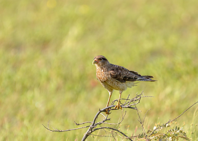 Foto chimango (Milvago chimango) Por Luiz Moura | Wiki Aves - A ...