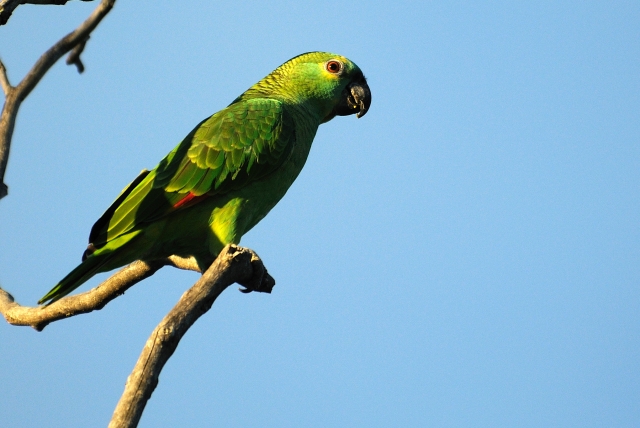 Foto papagaio-verdadeiro (Amazona aestiva) Por João Marcelo da Costa ...