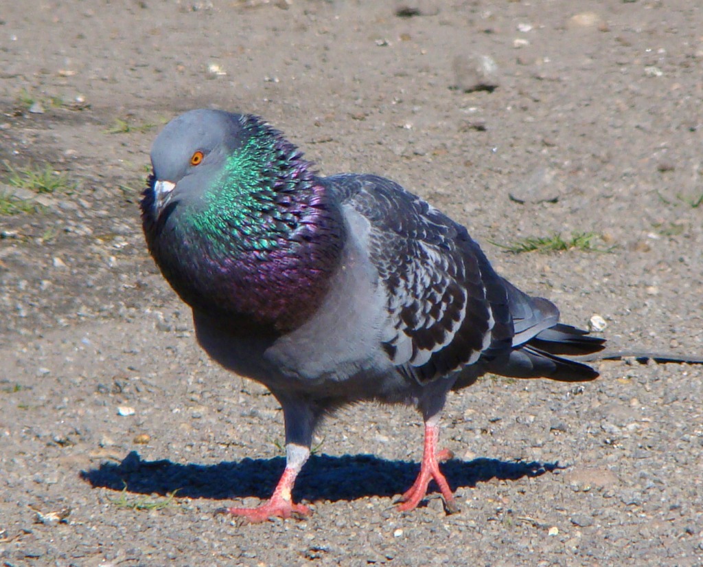 Foto pombo-doméstico (Columba livia) Por Cláudio Dias Timm | Wiki Aves ...