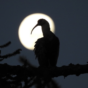 curicaca (Theristicus caudatus) | WikiAves - A Enciclopédia das Aves do ...