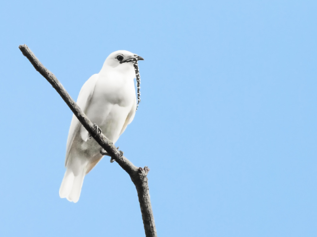 Foto araponga-da-amazônia (Procnias albus) Por Ester Ramirez | Wiki ...