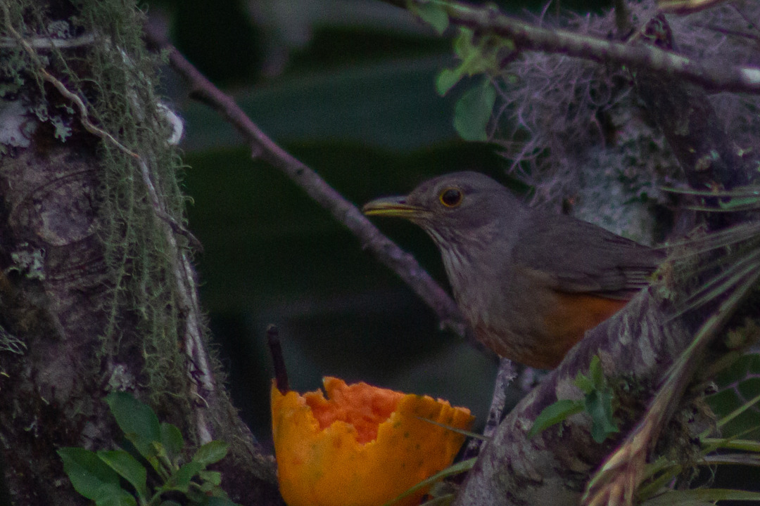 Foto sabiá-laranjeira (Turdus rufiventris) Por Guilherme Freda | Wiki ...