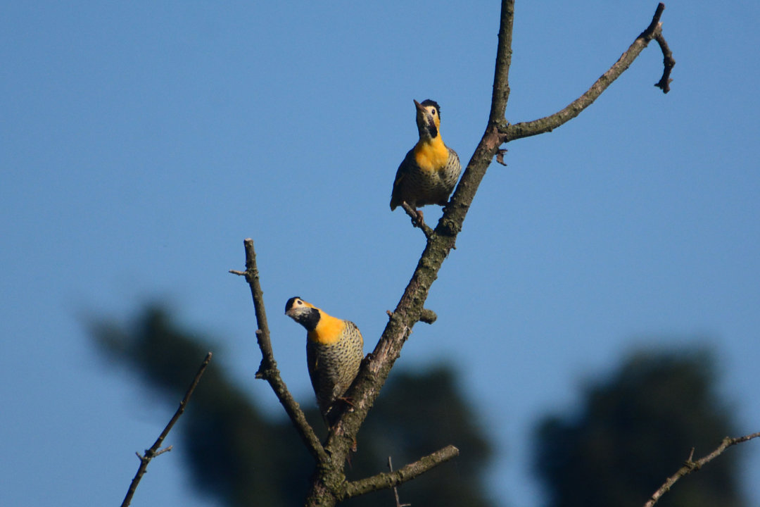 Foto pica-pau-do-campo (Colaptes campestris) Por Jean Jr Barcik | Wiki ...