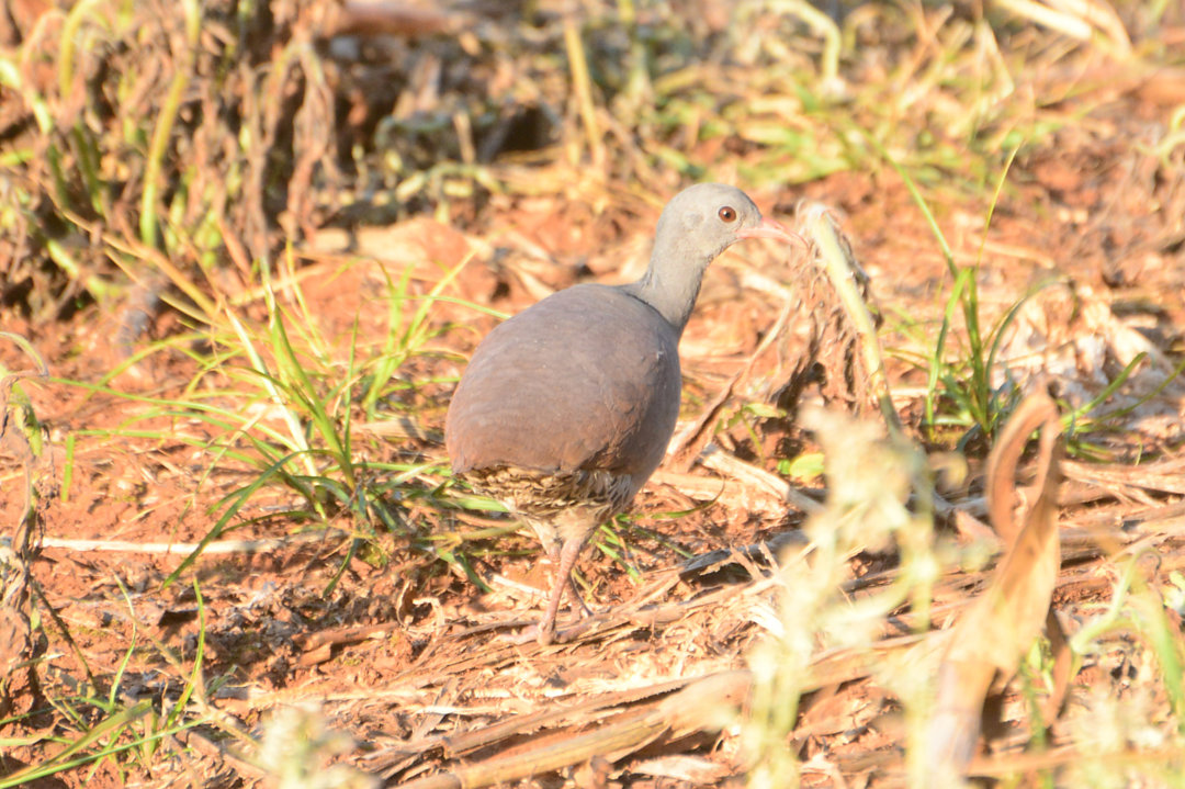 Foto inhambu-chintã (Crypturellus tataupa) Por Jean Jr Barcik | Wiki ...