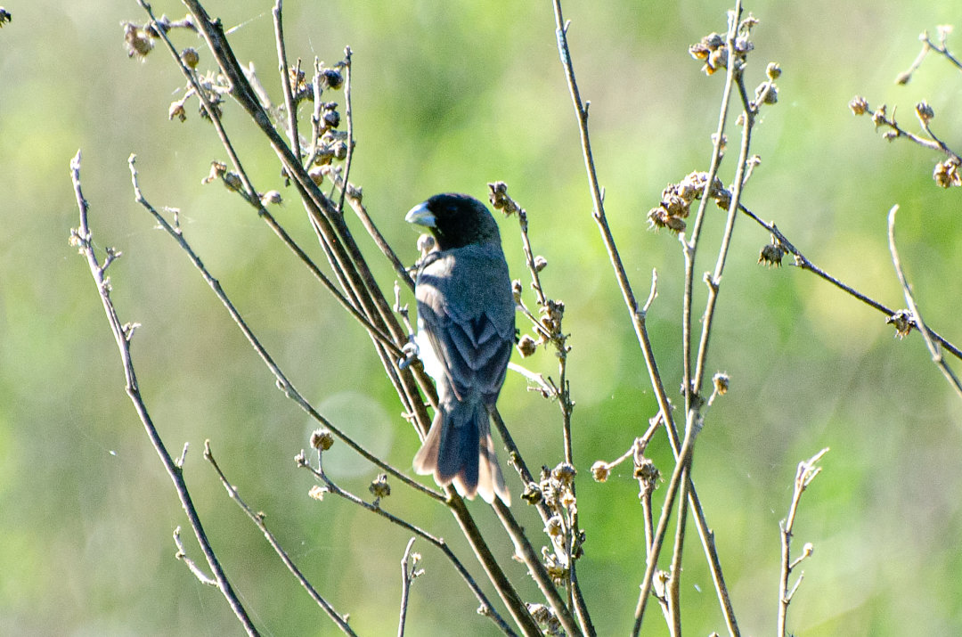 Foto papa-capim-de-costas-cinza (Sporophila ardesiaca) Por Allisson ...