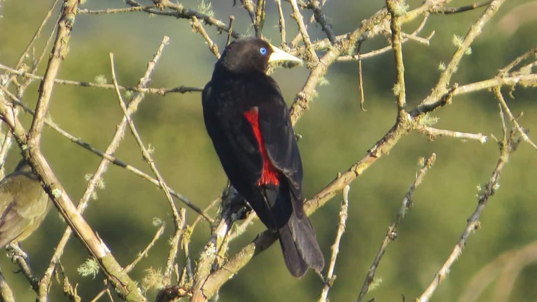 Foto guaxe (Cacicus haemorrhous) Por Ronaldo Rodrigues de Moraes | Wiki ...