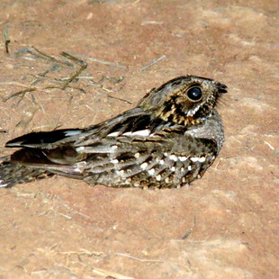 bacurau-chintã (Hydropsalis parvula) | WikiAves - A Enciclopédia das ...