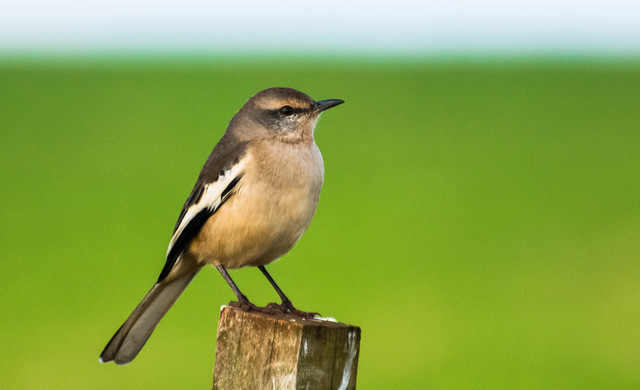 Foto calhandra-de-três-rabos (Mimus triurus) Por Charles Boufleur ...