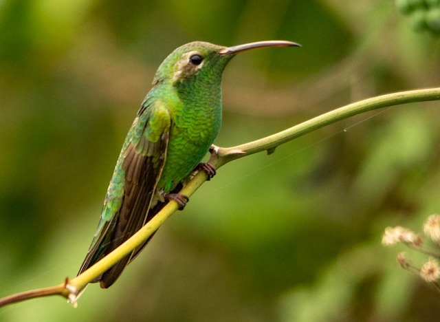 Foto beija-flor-de-bico-curvo (Polytmus guainumbi) Por José Pireni ...
