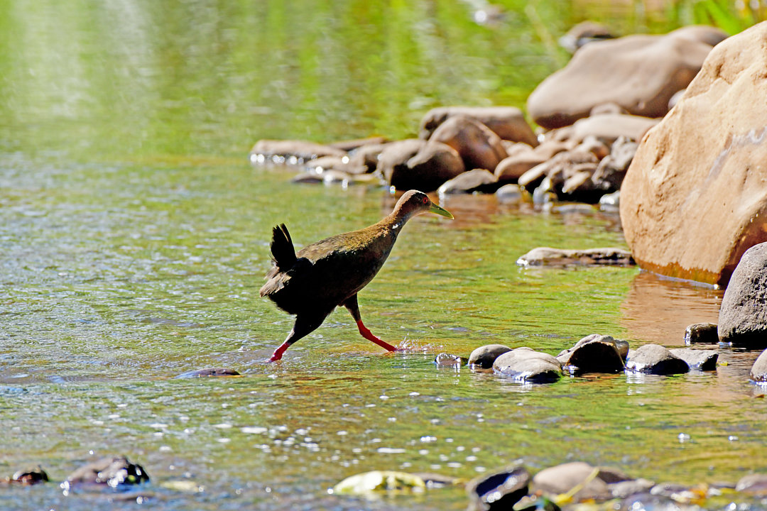 Foto saracuruçu (Aramides ypecaha) Por José Bender | Wiki Aves - A ...