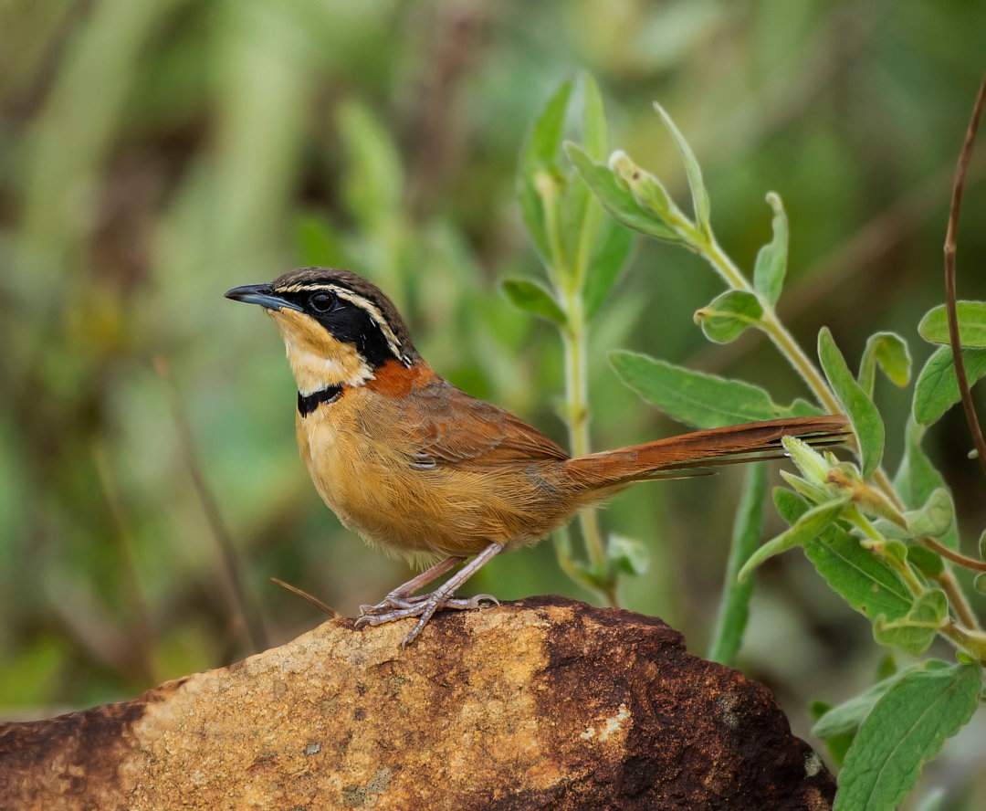 Foto meia-lua-do-cerrado (Melanopareia torquata) Por Fernando Zurdo ...