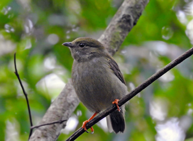 Foto rendeira (Manacus manacus) Por Alberto Rios | Wiki Aves - A ...