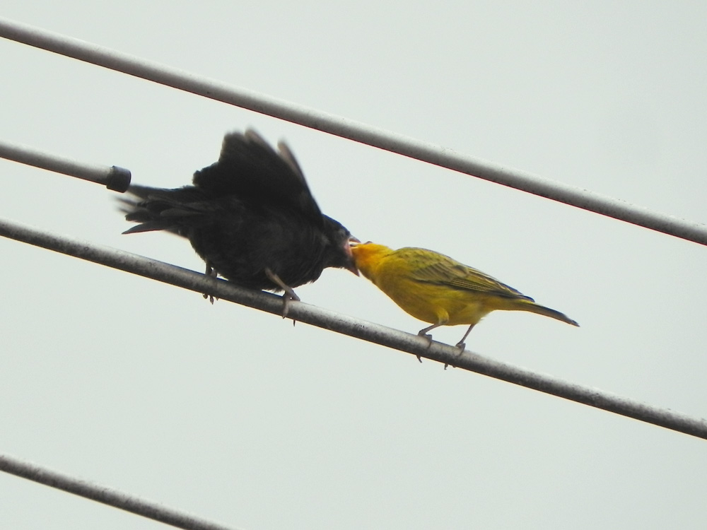 Foto chupim (Molothrus bonariensis) Por Roberto Cirino | Wiki Aves - A ...