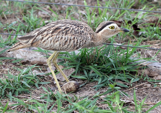 Foto téu-téu-da-savana (Burhinus bistriatus) Por Marcelo Camacho | Wiki ...