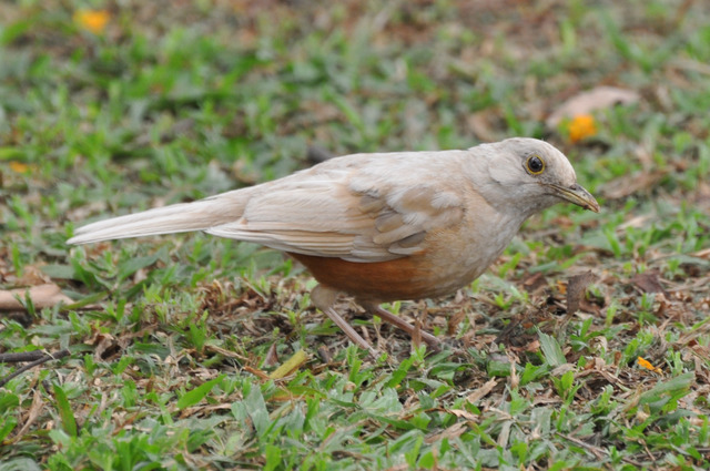sabiá-laranjeira (Turdus rufiventris) | WikiAves - A Enciclopédia das ...