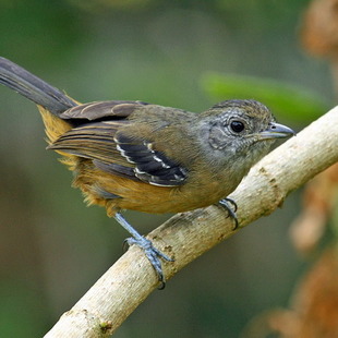 choca-da-mata (Thamnophilus caerulescens) | WikiAves - A Enciclopédia ...