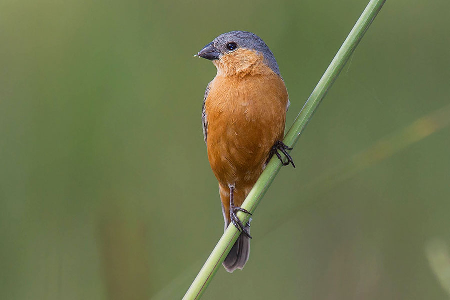 Foto caboclinho-de-barriga-vermelha (Sporophila hypoxantha) Por Luís ...