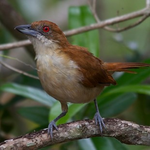 choró-boi (Taraba major) | WikiAves - A Enciclopédia das Aves do Brasil