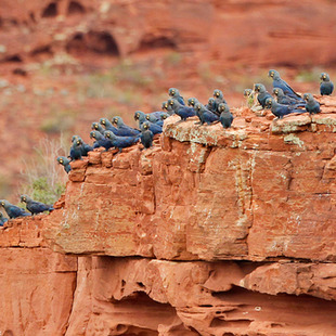 arara-azul-de-lear (Anodorhynchus leari) | WikiAves - A Enciclopédia ...
