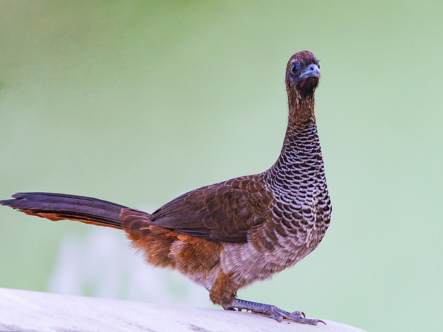 aracuã-escamoso (Ortalis squamata) | WikiAves - A Enciclopédia das Aves ...