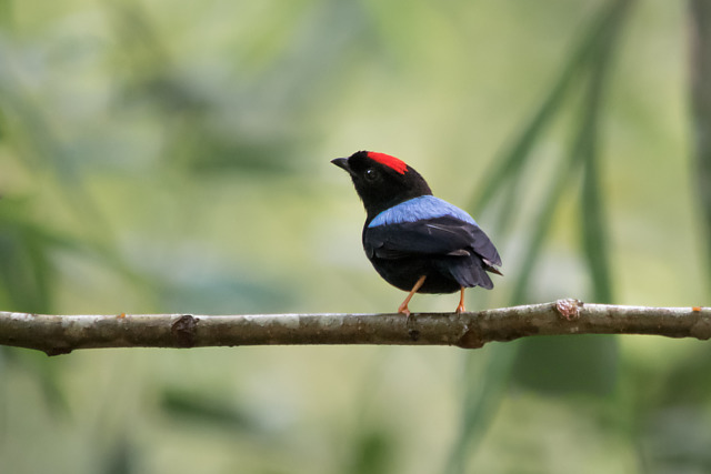 Foto tangará-príncipe (Chiroxiphia pareola) Por Ernani Knupfer | Wiki ...