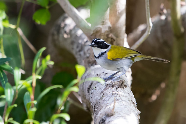 Foto tico-tico-de-bico-preto (Arremon taciturnus) Por Ronaldo Francisco ...