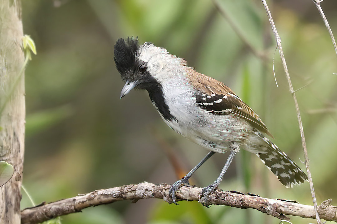 Foto choca-do-nordeste (Sakesphoroides cristatus) Por Leonardo Casadei ...