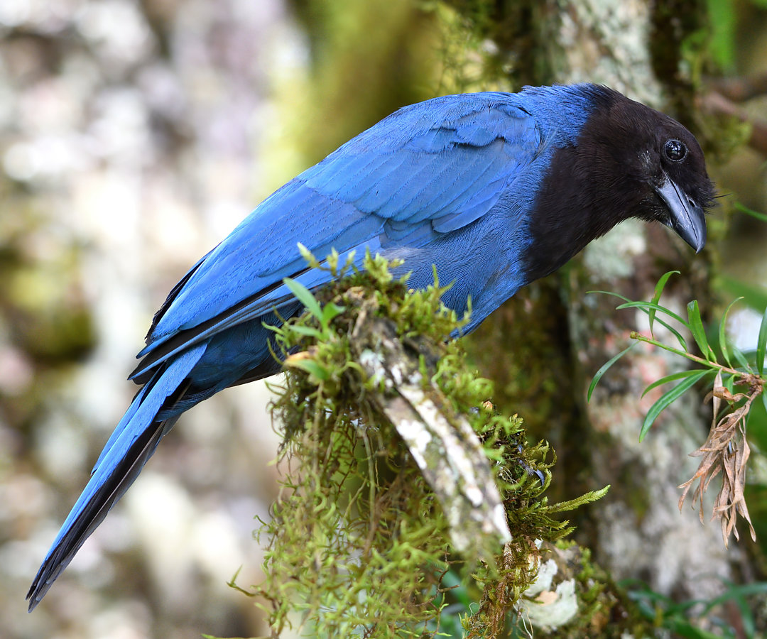 Foto gralha-azul (Cyanocorax caeruleus) Por Giancarlo Müller Pozzebon ...