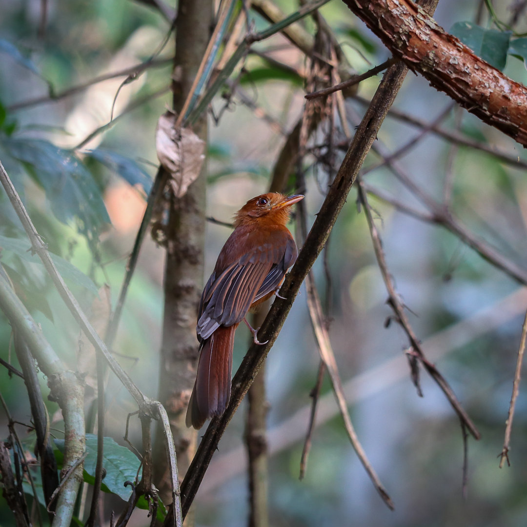 Foto flautim-rufo (Cnipodectes superrufus) Por Marco R. Costa | Wiki ...