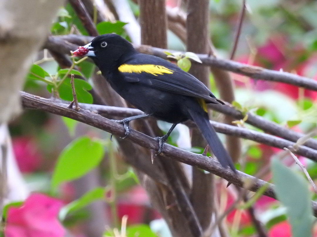Foto tecelão (Cacicus chrysopterus) Por Ricardo R. Silva | Wiki Aves ...