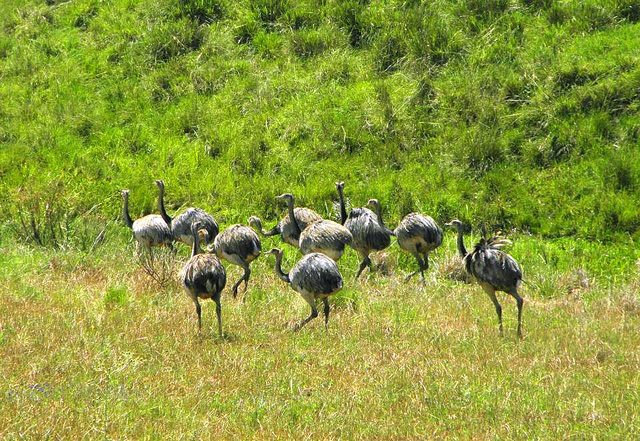 Foto ema (Rhea americana) Por Henrique Chupil | Wiki Aves - A ...