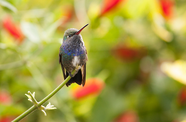 Foto beija-flor-de-peito-azul (Chionomesa lactea) Por Fernando Alves ...