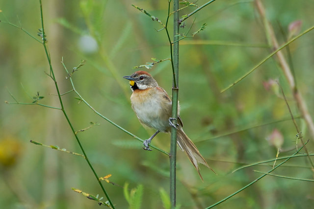 Foto bichoita (Schoeniophylax phryganophilus) Por Christopher Borges ...
