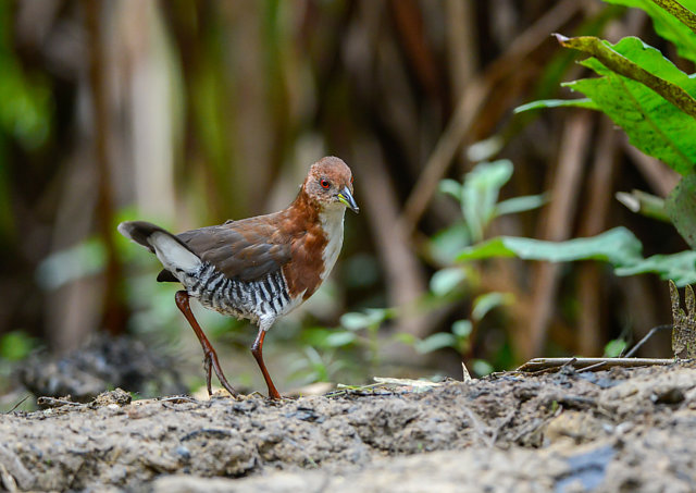 Foto sanã-vermelha (Laterallus leucopyrrhus) Por José Carlos Carvalho ...