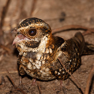 bacurau-de-rabo-maculado (Hydropsalis maculicaudus) | WikiAves - A ...