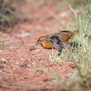 Rallidae | WikiAves - A Enciclopédia das Aves do Brasil