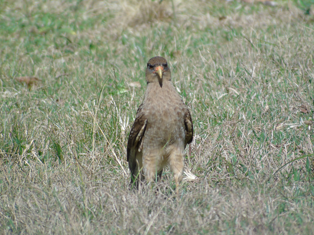 Foto chimango (Milvago chimango) Por João Batista Corso | Wiki Aves - A ...