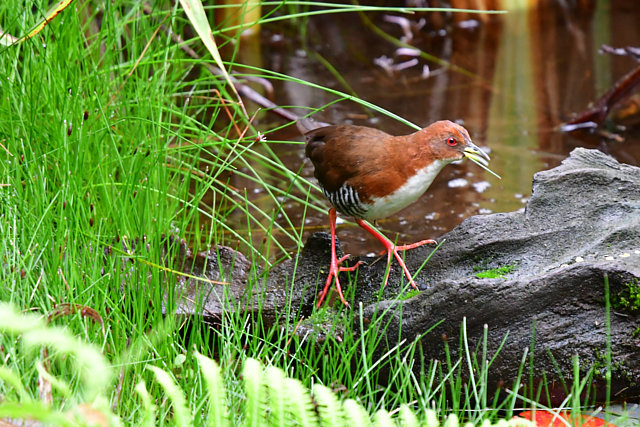 Foto sanã-vermelha (Laterallus leucopyrrhus) Por Rolf Odelius | Wiki ...