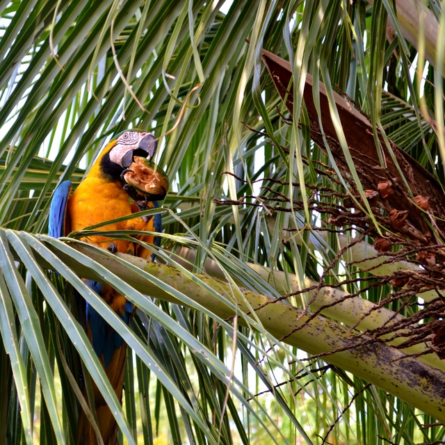 Foto arara-canindé (Ara ararauna) Por Nádia Marini | Wiki Aves - A ...
